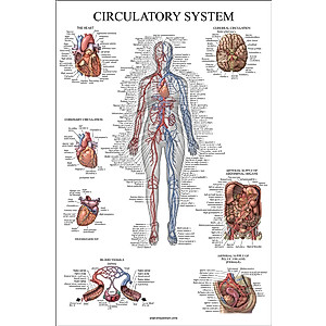 Palace Learning Circulatory System Anatomical Chart - Vascular Anatomy Poster - (18" x 24")