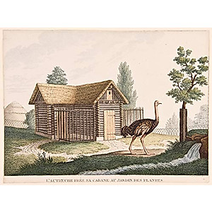 [Set of four prints of animals in the 'Jardin des Plantes' in Paris]