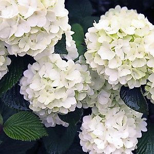 2 Gallon First Editions Viburnum Opening Day Shrub