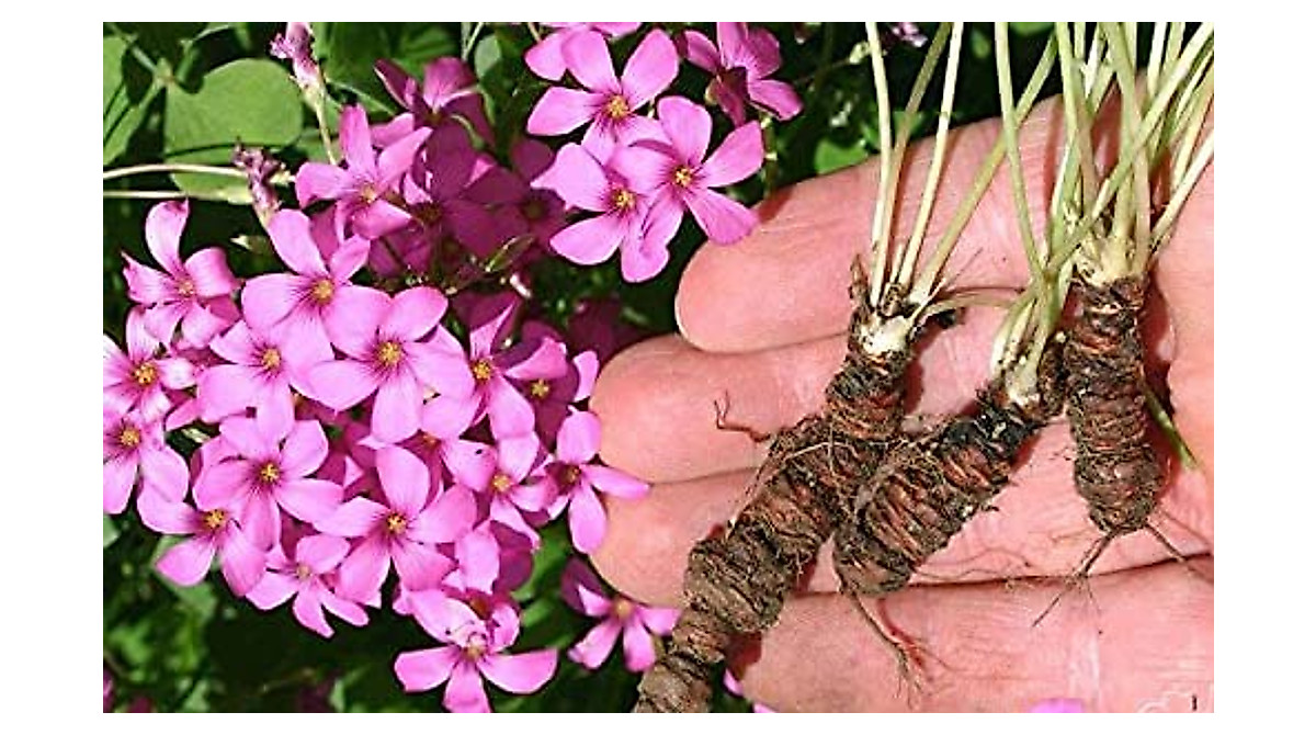 Oxalis Iron Rubra Bulbs: Easy Good Luck Plant for Indoors/Outdoors