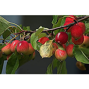 20 Paradise Apple Tree Seeds | Malus Pumila Fruit Seeds