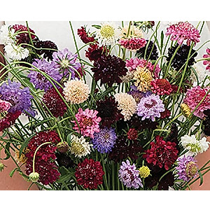 David's Garden Seeds Flower Scabiosa Pincushion Formula Mix 4222 (Multi) 50 Non-GMO, Heirloom Seeds