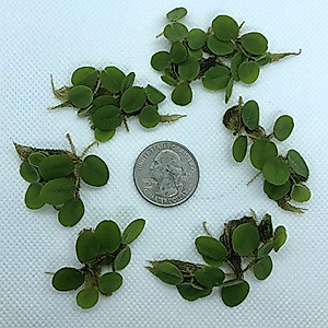 Aquarigram 50+ Leaves Water Spangles (+Mystery Plant) Salvinia Minima Aquarium Floating Plant by Aquarigram
