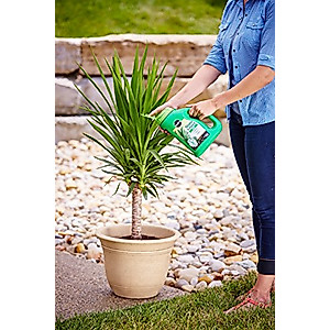 Miracle-Gro 3002910 Shake 'N Feed Continuous Release Palm Plant Food