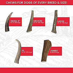 Best Chews Whole Elk Antlers for Dogs – Natural Dog Antler Chew USA Sourced Antlers for Dogs - Long Lasting Dog Antlers for Aggressive Chewers - Promotes Oral Health - Dog Elk Antlers