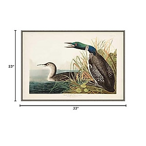Amanti Art Framed Canvas Wall Art 23x33 Pl 306 Great Northern Diver or Loon by John James Audubon, Framed Wall Art Canvas, Animals Artwork, Country Rustic Decor, Large Poster Painting for Living