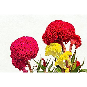 1000 Celosia Seeds for Planting - Giant Cockscomb Mix Yellow, Pink, and Red - Crested Type - Celosia Cristata