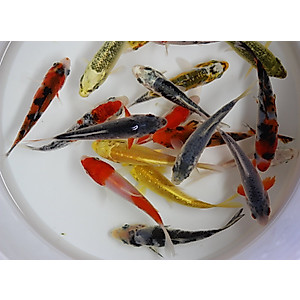 select 10 Pack of 3-4 inch Live koi Fish