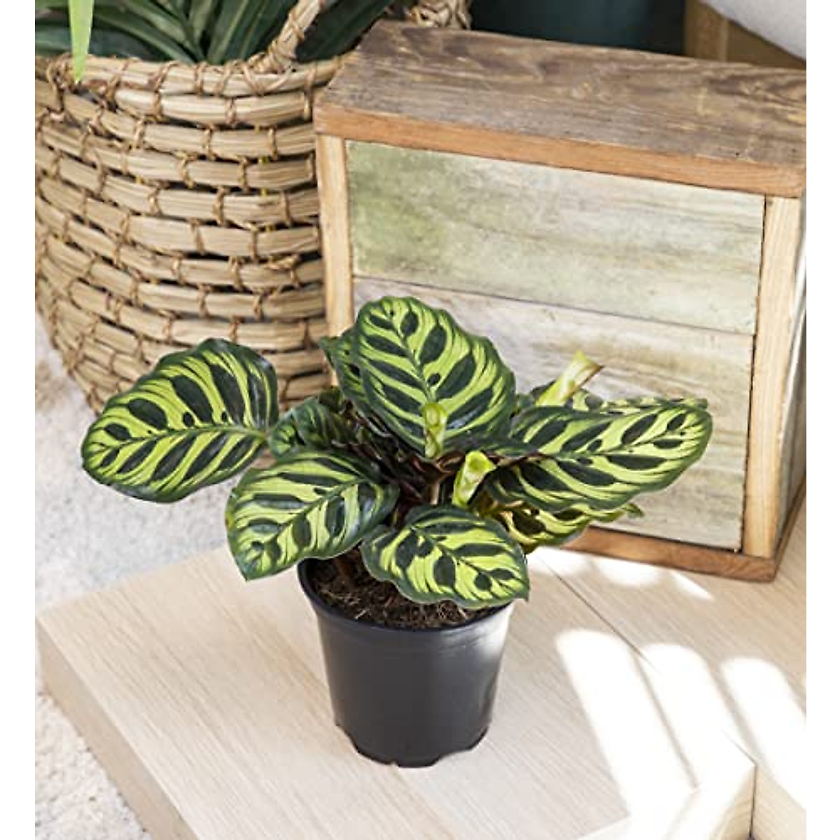 Calathea Plant Live Prayer Plant Live Indoor Plant, Calathea Live Plant Live House Plant Live Plants Indoor, Live Indoor Plants Live Houseplants Live Prayer Plants Live House Plants by Plants for Pets