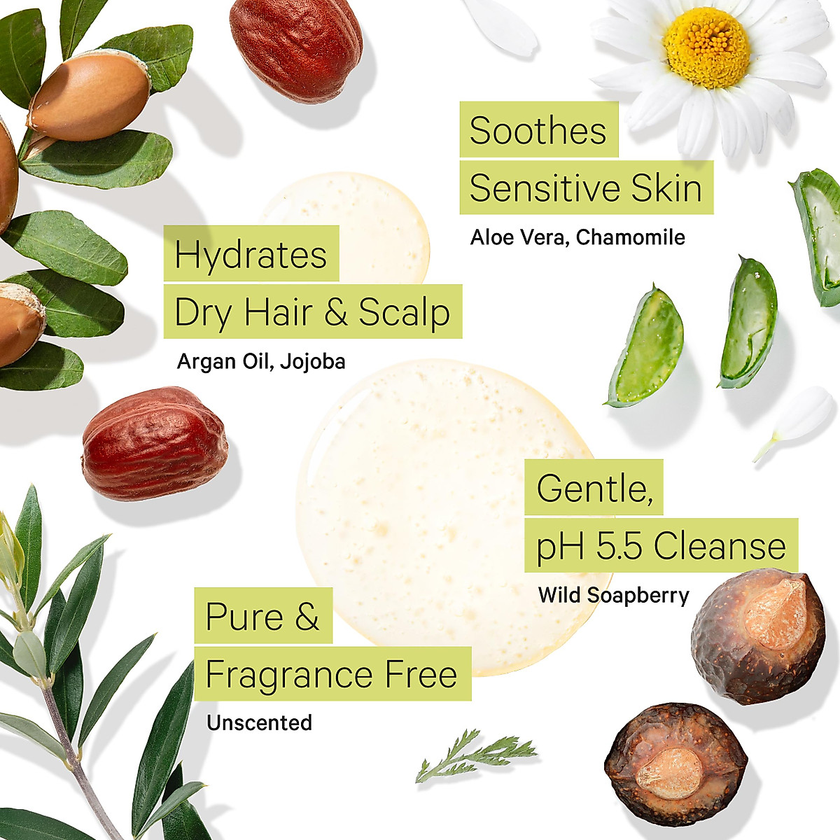 Tree to Tub Fragrance Free Shampoo for Dry & Sensitive Scalp - Gentle Unscented Hydrating Hair Shampoo for Women & Men, Moisturizing Sulfate Free Shampoo w/Organic Argan Oil, All Natural Soapberry