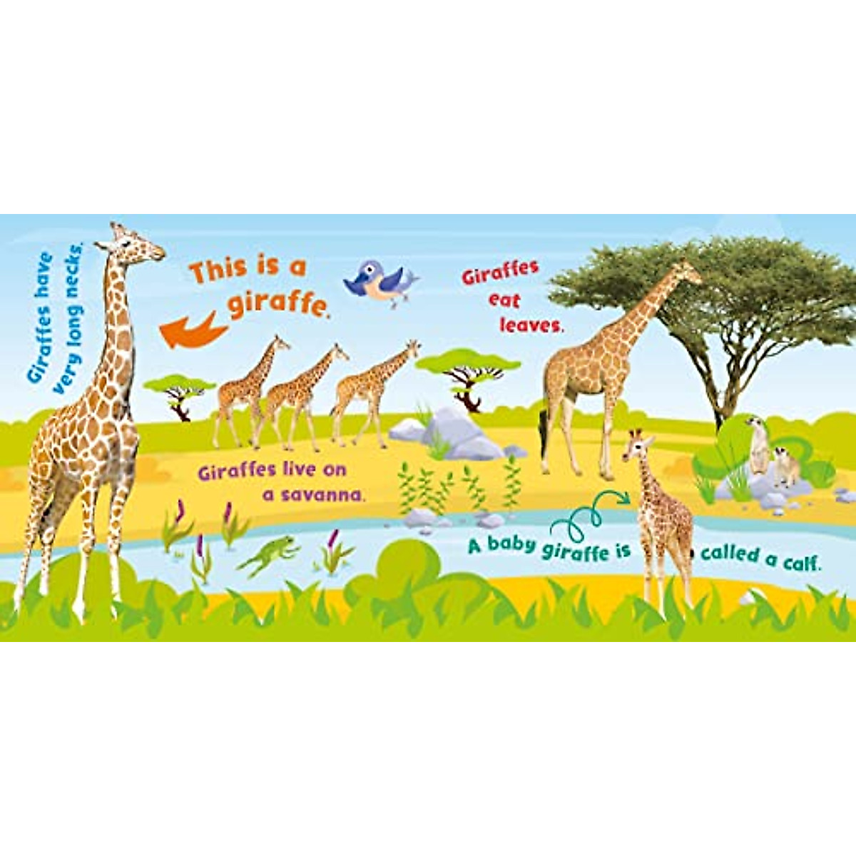 First Animal Facts: Safari-5 Button Animal Sounds Book
