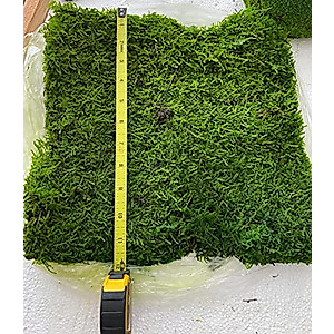 prefleur Preserved Sheet Moss Natural Green Decorative Real Natural Green DIY Kit Gardenning Art Wall Decor Florist Decor Easter Table Decor Wedding(2 sq.ft.) (Green-B)