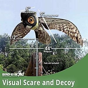 Bird-X Prowler Fake Owl Moving Wings-Realistic Bird Scare, Hawk, Pigeon, and Squirrel Repellent, Pest Deterrent Decoy Black Small