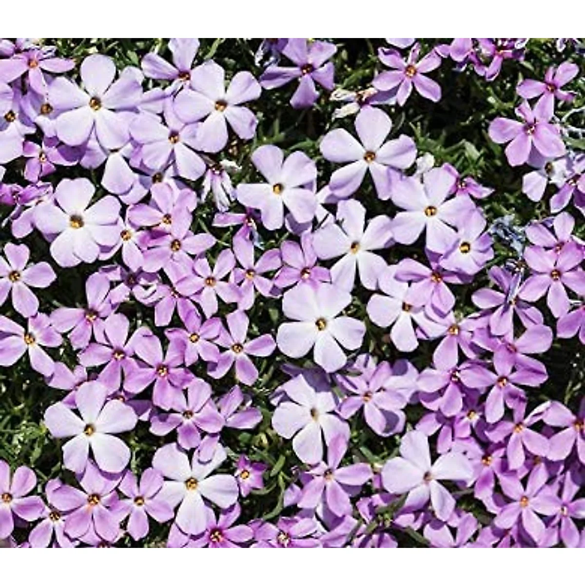 Mountain Phlox Flower Seeds, 1000+ Flower Seeds Per Packet, Non GMO & Heirloom Seeds, (Isla's Garden Seeds), Scientific Name: Phlox stansburyi