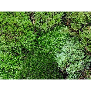 Tin Roof Treasure Super Fairy Garden Assortment Moss and Lichen for Terrarium, 6"x9" Bag