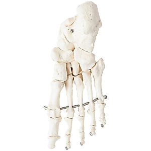 Axis Scientific Complete Disarticulated Human Skeleton Bundle, Includes 3 Part Human Skull, Life Size Bones, Articulated Hand and Foot Anatomy – Includes Detailed Product Manual