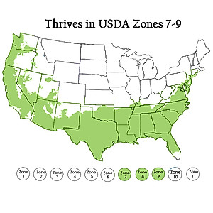 Proven Winner Jazz Hands Loropetalum, 2 Gal, Variegated Pink and White Foliage