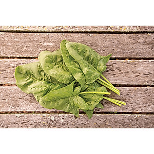 Burpee Double Take Spinach Seeds 200 seeds