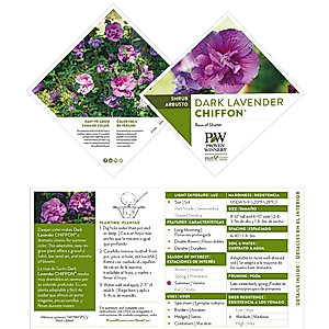 Proven Winner Chiffon Hibiscus, 2 Gal, Dark Lavender Flowers