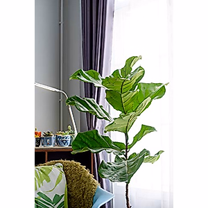 Fiddle Leaf Fig Tree Fertilizer | Ficus Plant Food | Improves Leaves and Branches | Potted Indoor Trees and House Plants Treatment by Aquatic Arts