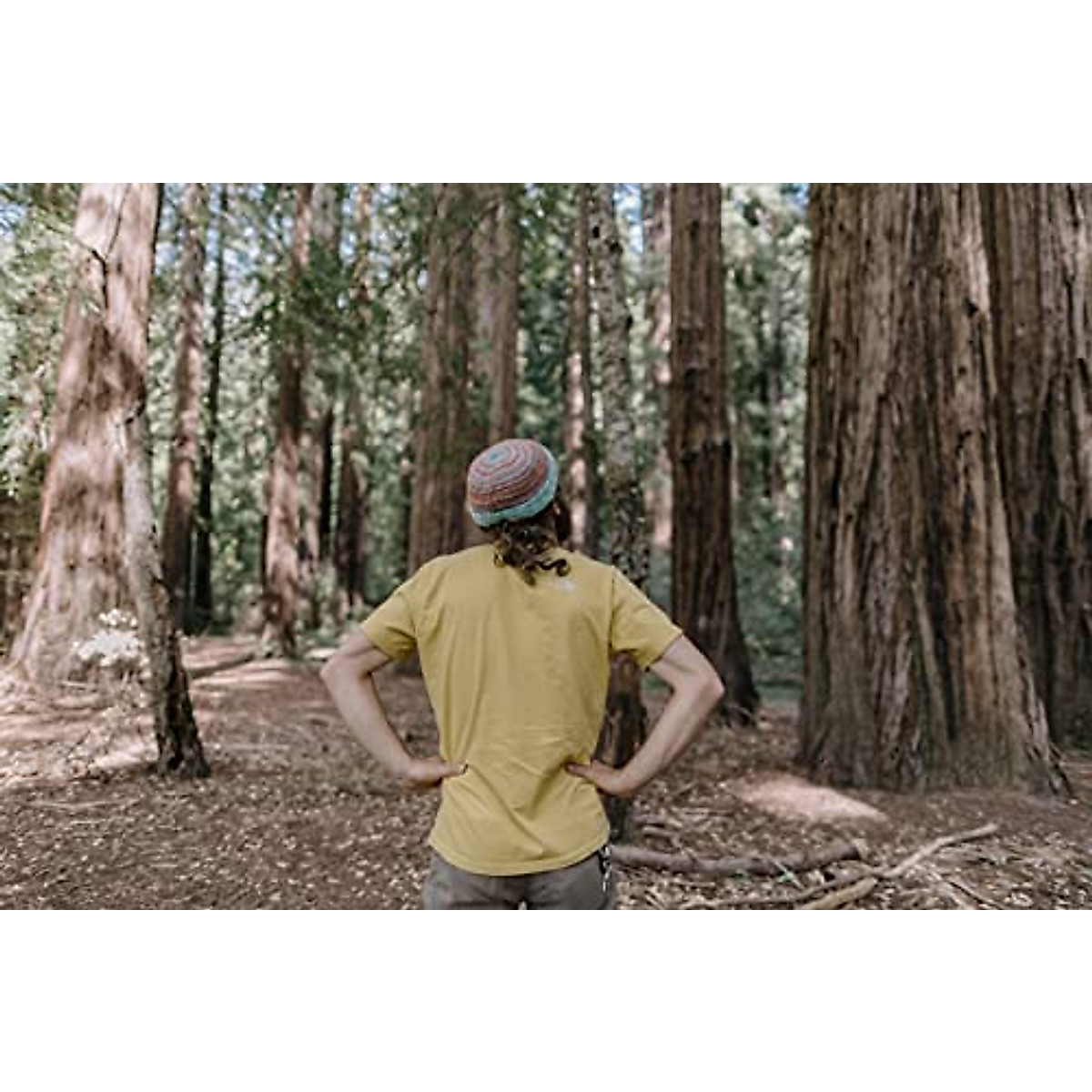 Coast Redwood | Medium Tree Seedling | The Jonsteen Company