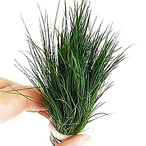 Dwarf Hairgrass Easy Live Aquarium Freshwater Plants Decorations 3 Days Live Guaranteed by Mainam