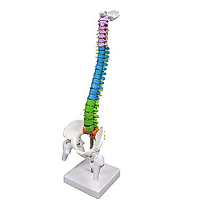 Ultrassist Miniature Human Spine Model, 15.5" Mini Color Coded Spinal Cord with Herniated Disk, Nerves, Arteries, Pelvis and Femur Stumps for Med Students and Chiropractors, Includes Stand