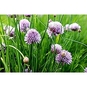 Chives Allium Schoenoprasum Wild Onion Wild Garlic Herb Garden Seeds for Planting About 100 Seeds