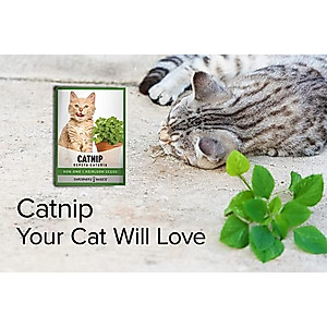 Gardeners Basics Catnip Seeds for Planting is A Heirloom, Non-GMO Herb Variety- Nepeta Cataria Herb Seeds Great for Indoor and Outdoor Gardening and Cats