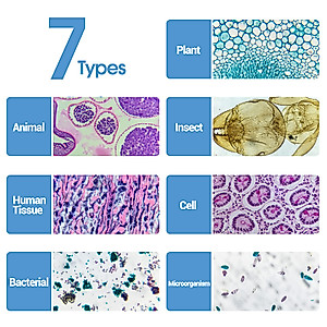 30 Microscope Slides with Specimens for Kids, Prepared Microscope Slides for Kids Microbiology, Glass Slides for Microscope, Biology Gifts for Adults Kids