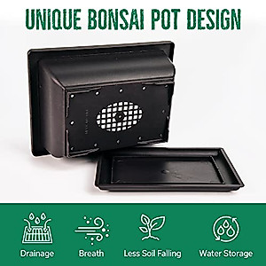 REALPETALED Bonsai Starter Kit – Japanese Bonsai Tree Kit with Bonsai Tools, 7 Bonsai Tree Seeds, Pots – Complete Grow Your Own Bonsai Tree Live Kit – Plant Lover Gifts Home Gifts for Men and Women