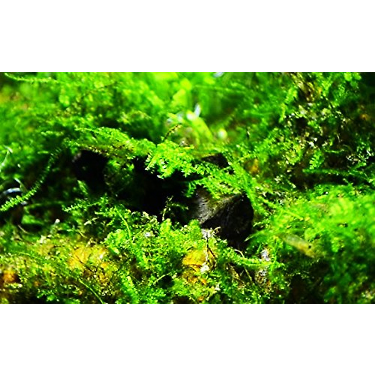 Greenpro Java Moss Live Freshwater Aquarium Plants Easy Ready to Grow