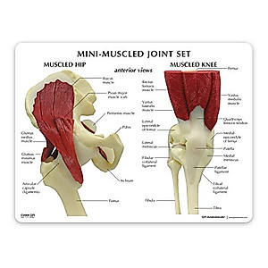 Miniature Hip, Shoulder, Knee & Elbow Joint Model Set | Human Body Anatomy Replica Set of Hip, Shoulder, Knee, & Elbow Joints for Doctors Office Educational Tool | GPI Anatomicals