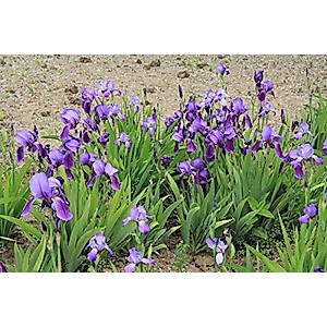 20+ Wild Purple Iris Flower Seeds Perennial Fragrant Plant Bonsai Home Garden