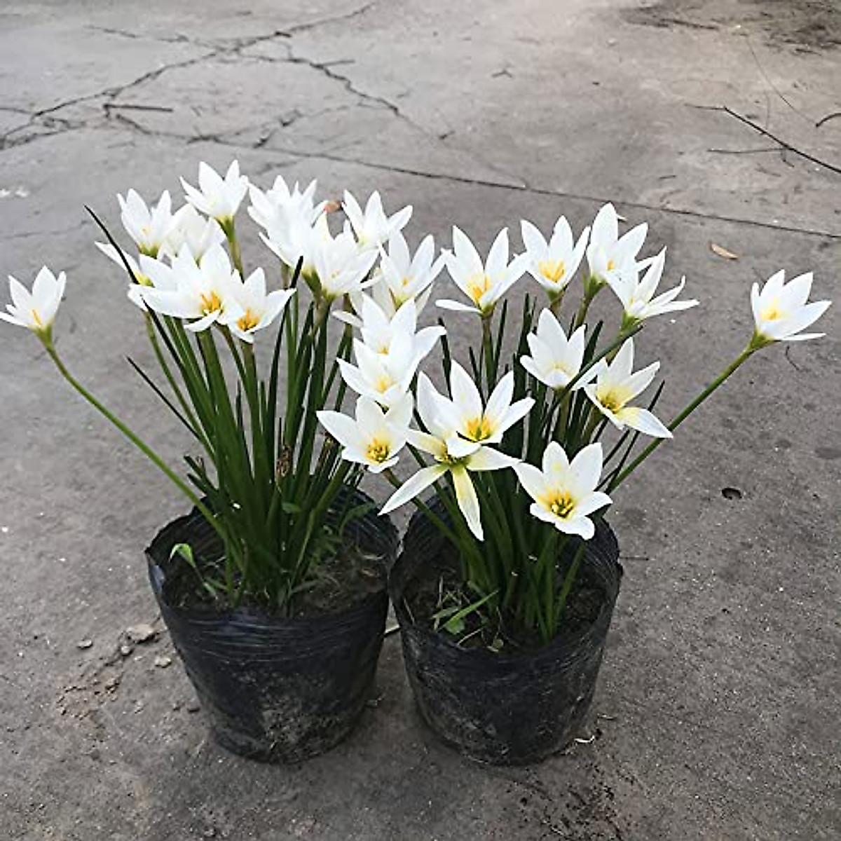 10pcs snowdrops Bulbs for Planting Now Spring Flowering Bulbs Double Single Spring Flowering Bulb Collection Pack Wild Daffodil snowdrops Bulbs in The Green .Diameter: 0.8 in.