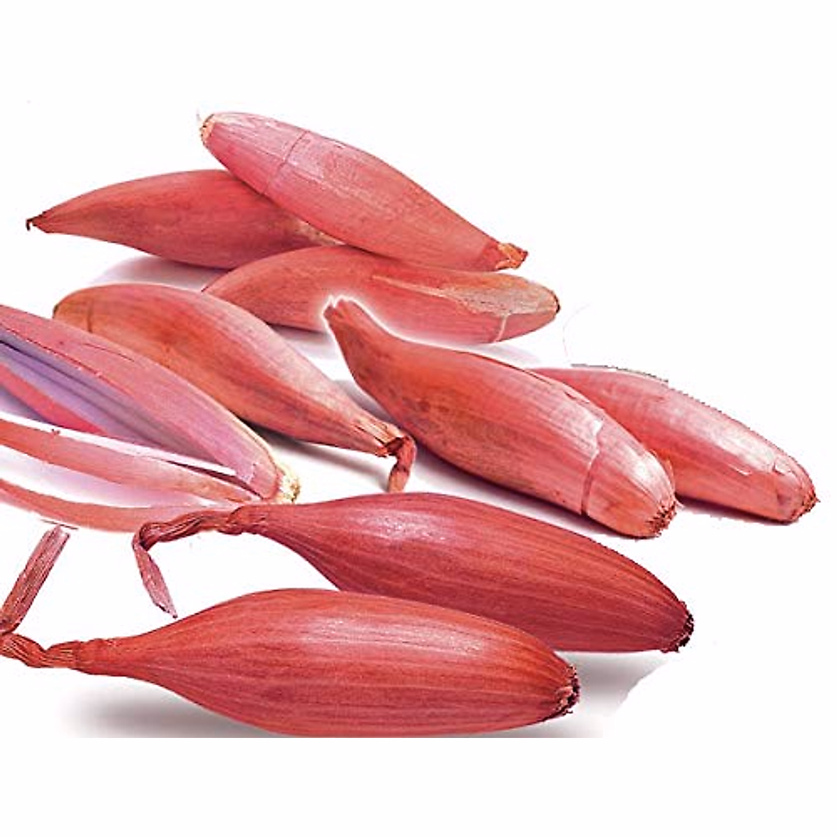 RAISE ME UP: Seeds Red Banana Shallot Onion Non GMO Heirloom