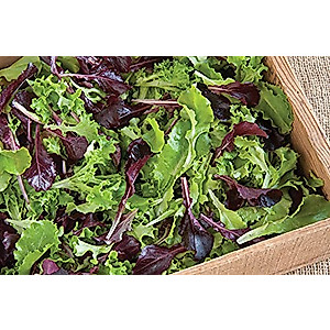 David's Garden Seeds Lettuce Mix Five Star Greenhouse 1934 (Multi) 200 Non-GMO, Open Pollinated Seeds