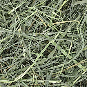 Oxbow Animal Health Orchard Grass Hay - All Natural Grass Hay for Chinchillas, Rabbits, Guinea Pigs, Hamsters & Gerbils - 50 lb.