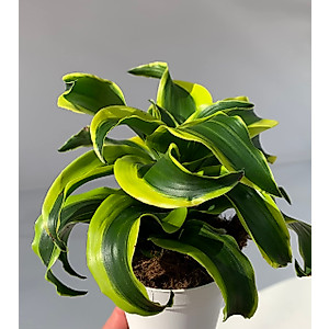 Dracaena Tornado Live House Plant in 4" Pot