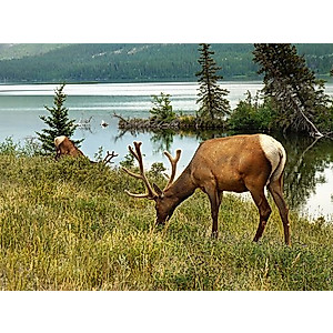 Timothy Grass Seed Climax 1 Pound OrOlam