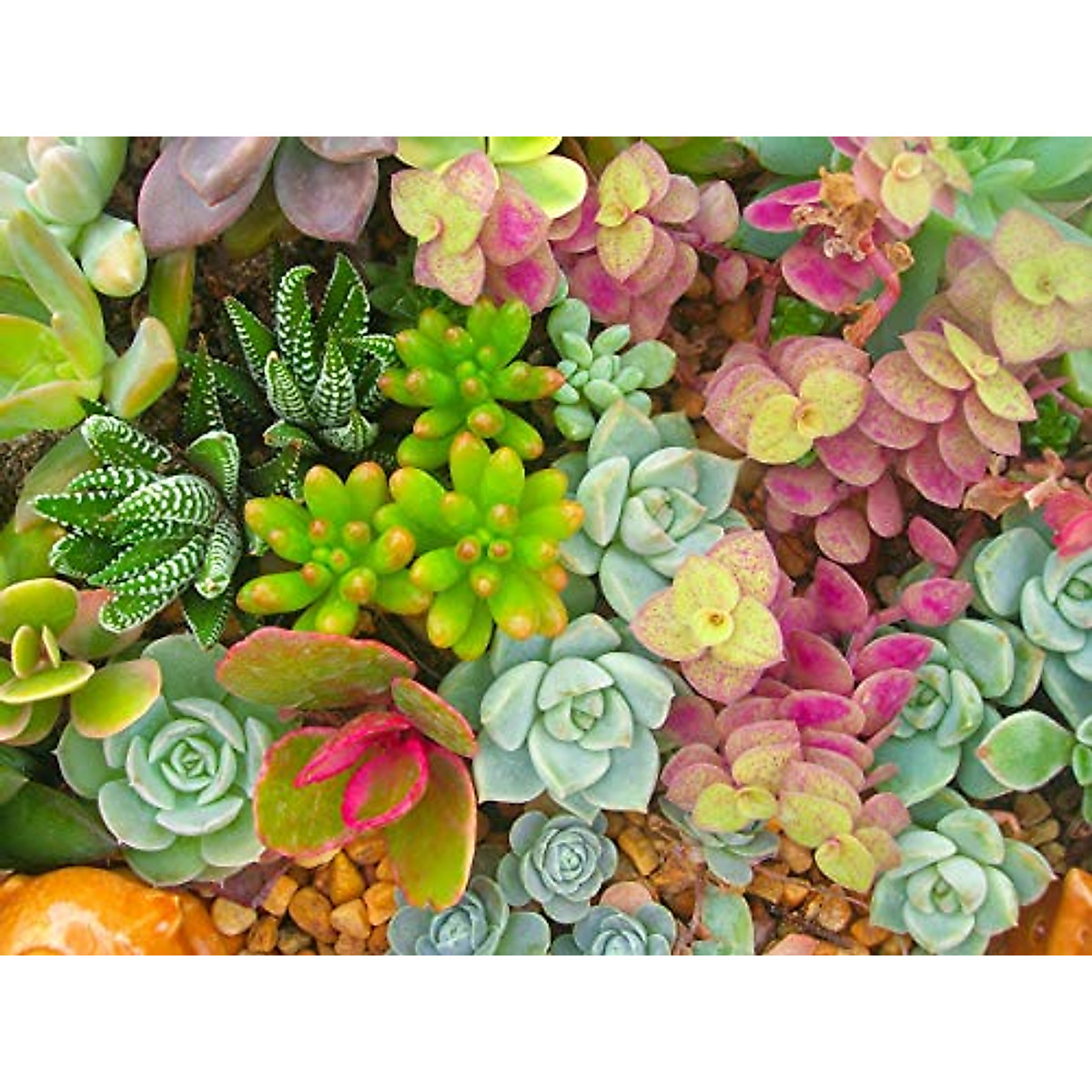 Seeds Of Strength 200+ Mixture Succulent Plants Seeds Bonsai Pot Flower for DIY Home Garden