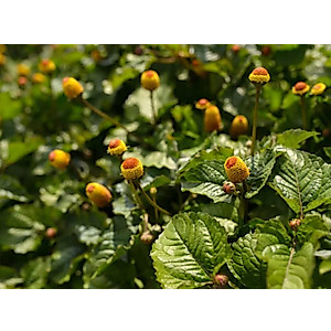 100 Toothache Plant Seeds（Spilanthes paniculata Wall. ex DC.） to Grow in Your Garden