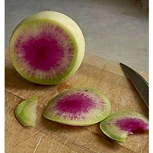 Watermelon Radish Seeds - Inside is red to Pink, Very Sweet and Crisp MMmmmm. (50 - Seeds)