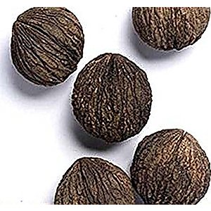 25 Seeds x Black Walnut Tree Nut Seeds, Juglans nigra - Northern - Hardy to Zone 5 - by MySeeds.Co (25 Seeds)