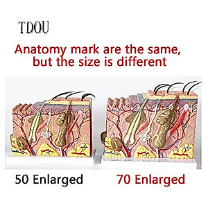 Tdou 50 Times Human Big Anatomical Skin Magnified Tissue Structure Model with Hair 35X/50X/70X Enlarged for Biology Minimally Invasive Cosmetic Surgery Teaching Models