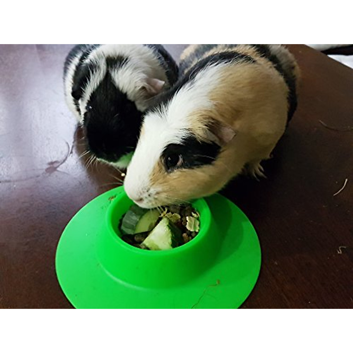 STAYbowl Tip-Proof Ergonomic Pet Bowl for Guinea Pig and Other Small Pets, 1/4-Cup Small Size, Spring Green