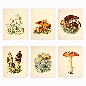 LIYAOLI Vintage Botanical Wall Art Prints Posters for Room Aesthetic,8X10 Inch Unframed Plant Poster ​Set of 6 Mushroom Cottagecore Room Decor Bedroom Teen Girl Living room Wall Decor (8 x 10'')