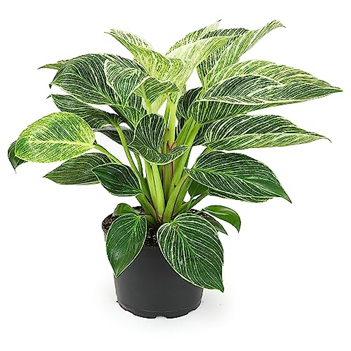 Birkin Philodendron in 6 Inch Pot for Indoor Plants Live Houseplants, Office Plants, Easy Plant Gift, Philodendron Plant Live Plants Indoor Plants Live House Plants Live Plant Decor by Plants for Pets
