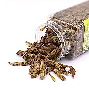 Tasty Freeze Dried Grasshopper Reptile Food for Turtles, Bearded Dragon, Hedgehog,Lizard, Chameleon, Birds (3 OZ)