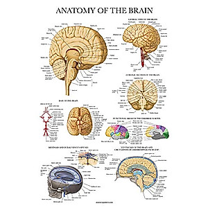 Palace Learning 2 Pack - Skeletal System Anatomical Poster + Brain Anatomy Chart - Laminated